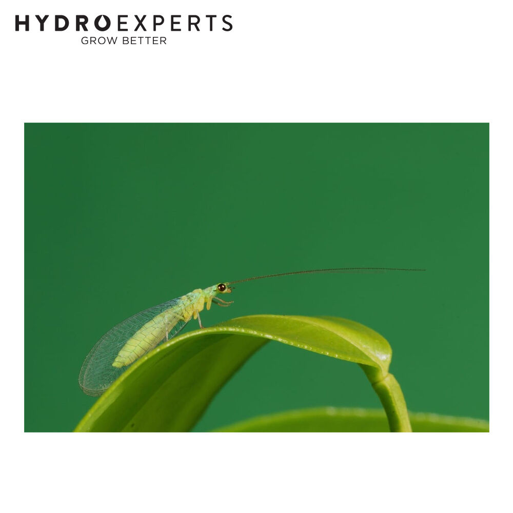 Bugs For Bugs Lacewing | Hydro Experts
