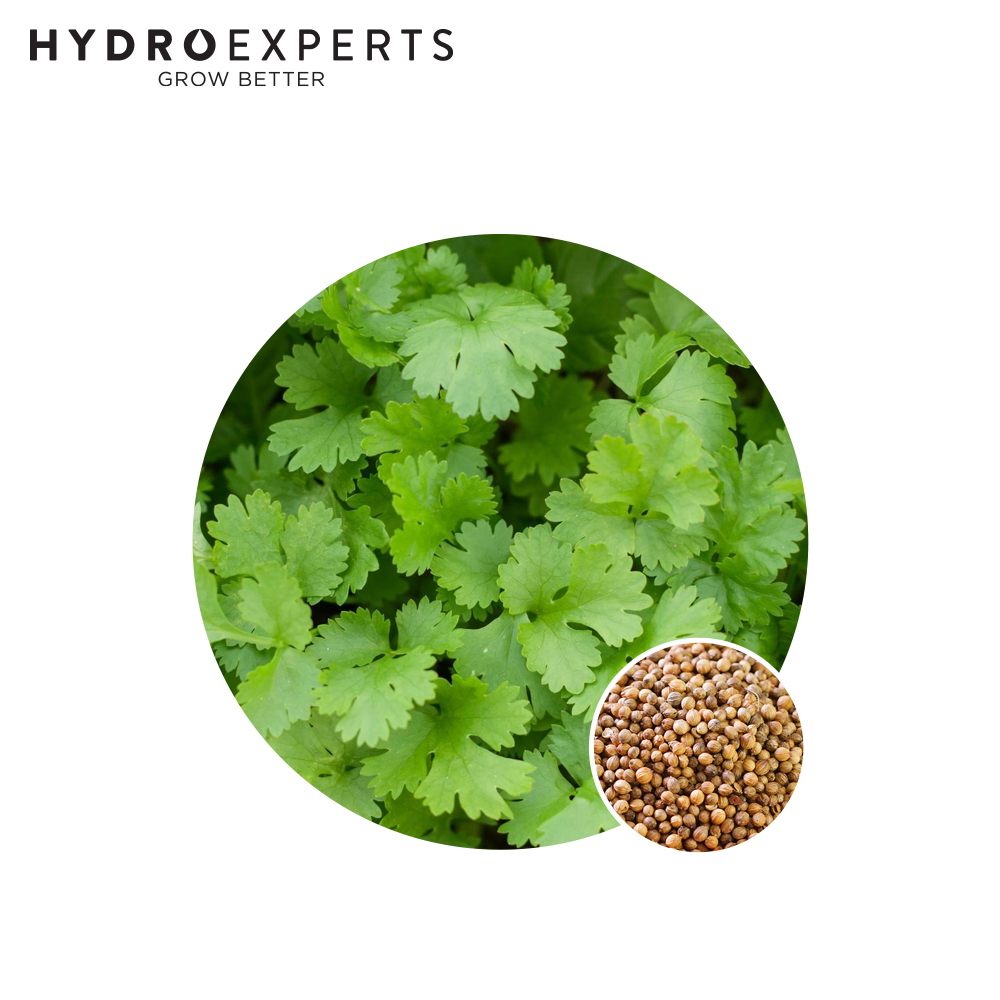 Coriander - 1G / 25G / 50G | Organic Seeds | Spring - Autumn | Hydro ...
