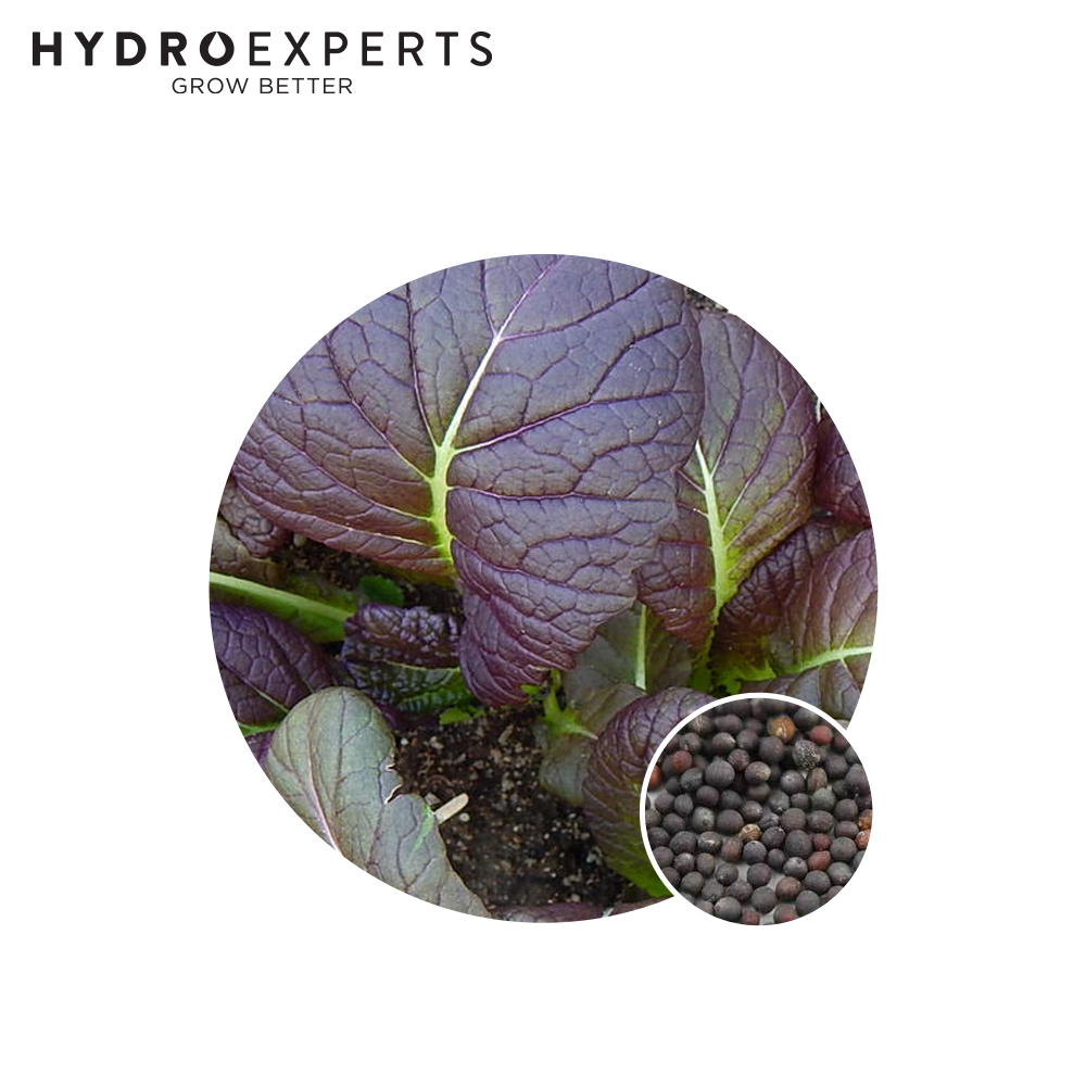 Mustard Osaka Purple - Seed Packet [Size: 1G] | Hydro Experts