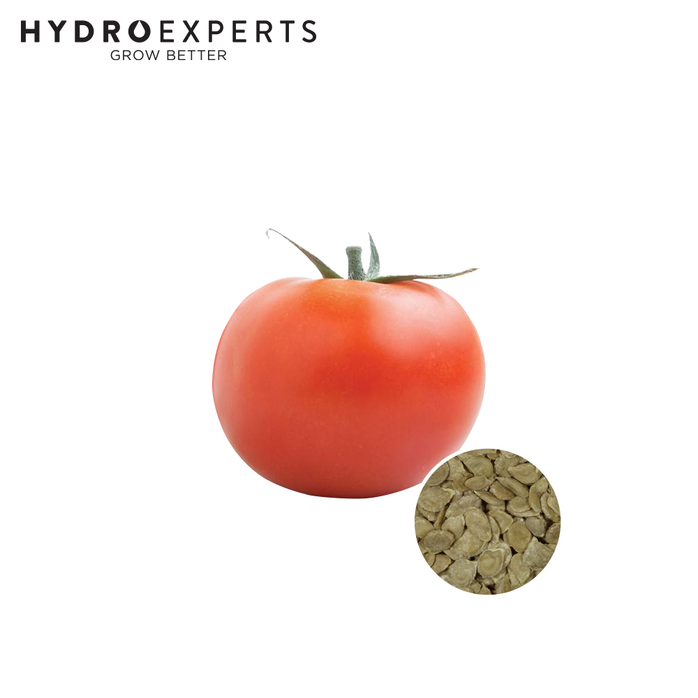 Tomato - Grosse Lisse - 0.2G / 1G | Organic Seeds | Spring - Summer ...