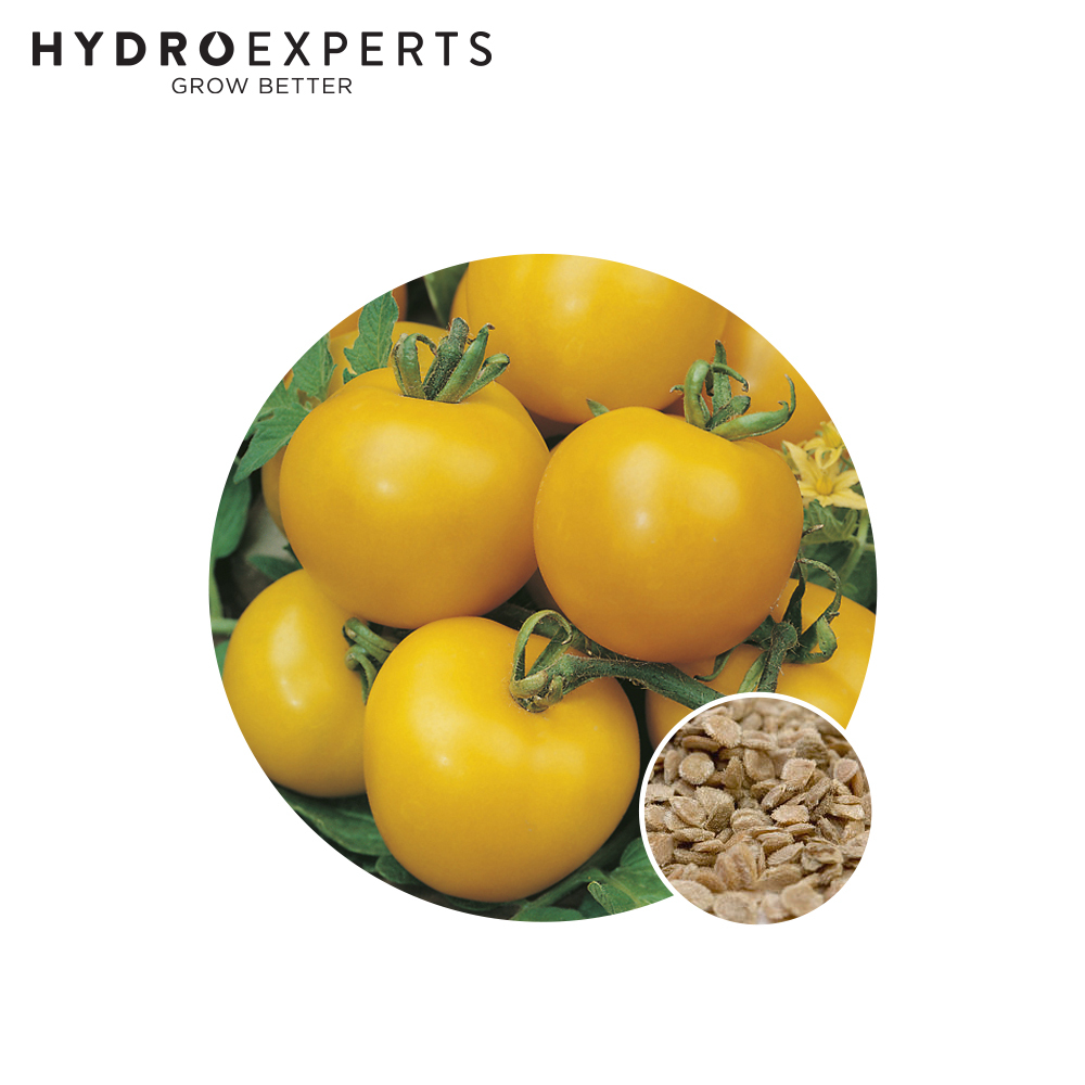 Tomato - Golden Sunrise - 0.2G / 1G | Organic Seeds | Spring - Summer ...