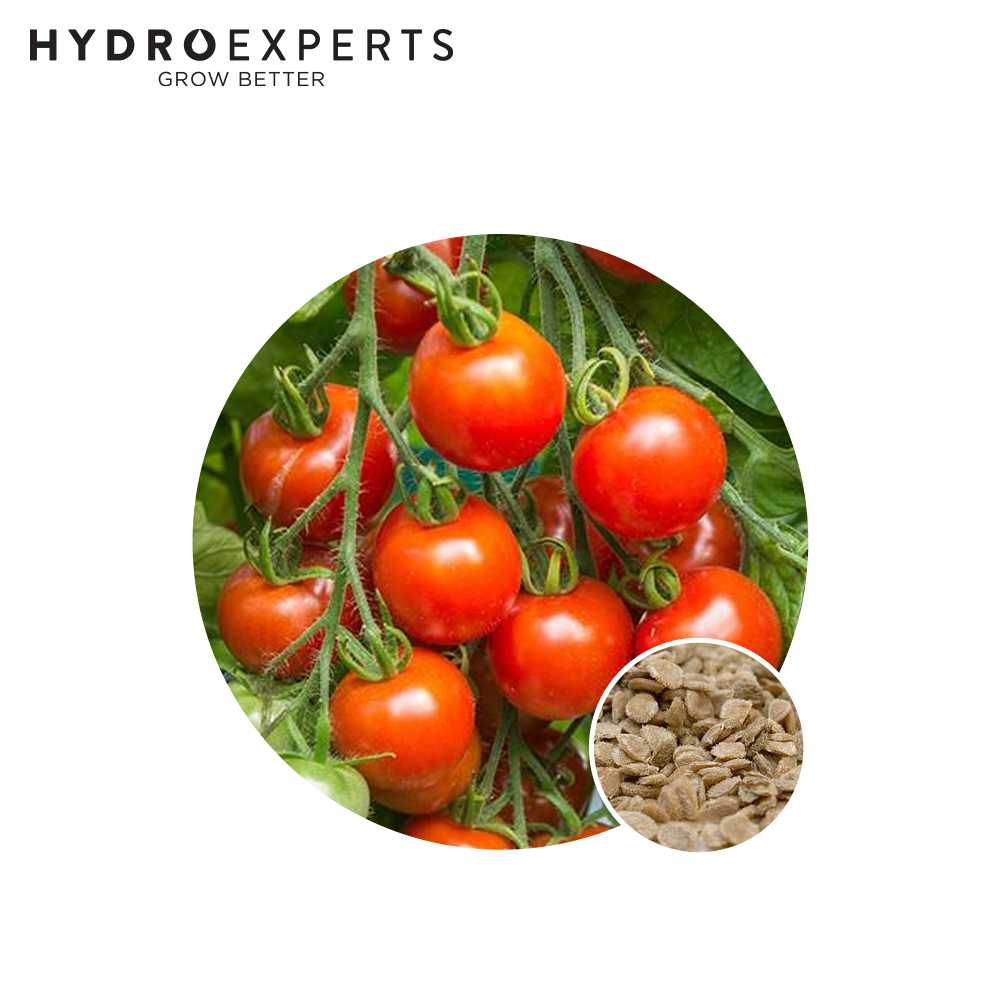 Tomato Tommy Toe - 0.2G / 5G | Organic Seeds | Spring - Summer | Hydro ...