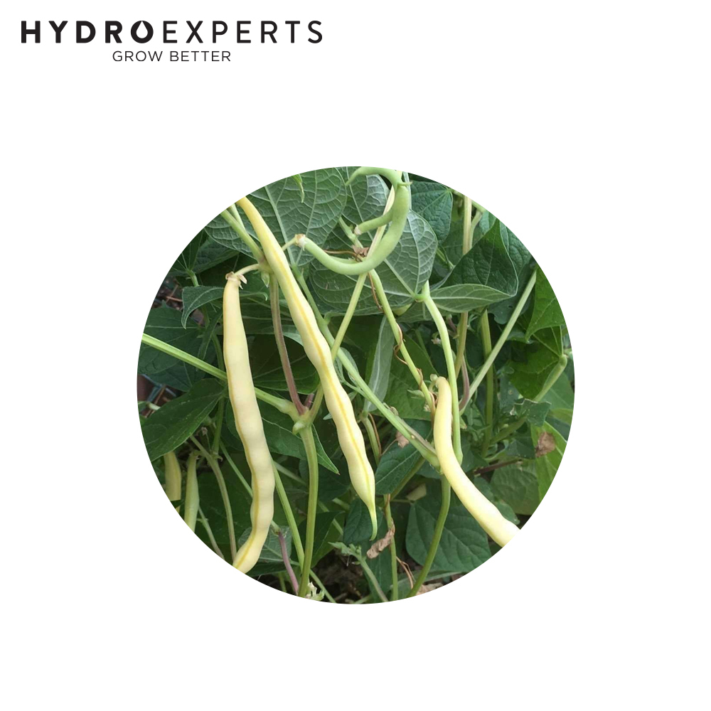 Bean Bush Cherokee Wax - 15G / 500G / 1KG | Untreated Seeds | Spring ...