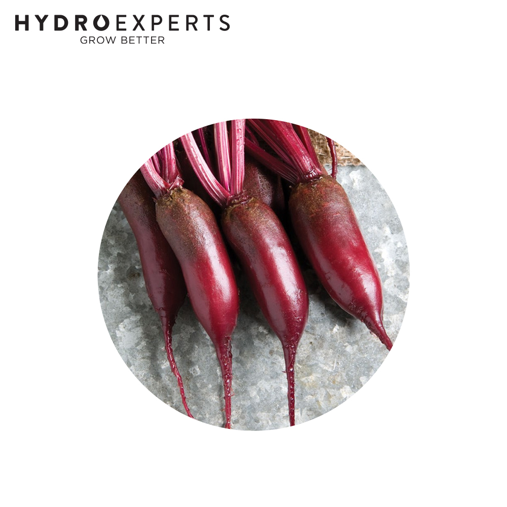 Beetroot Cylindra - 15G / 25G / 50G | Untreated Seeds | All Seasons ...