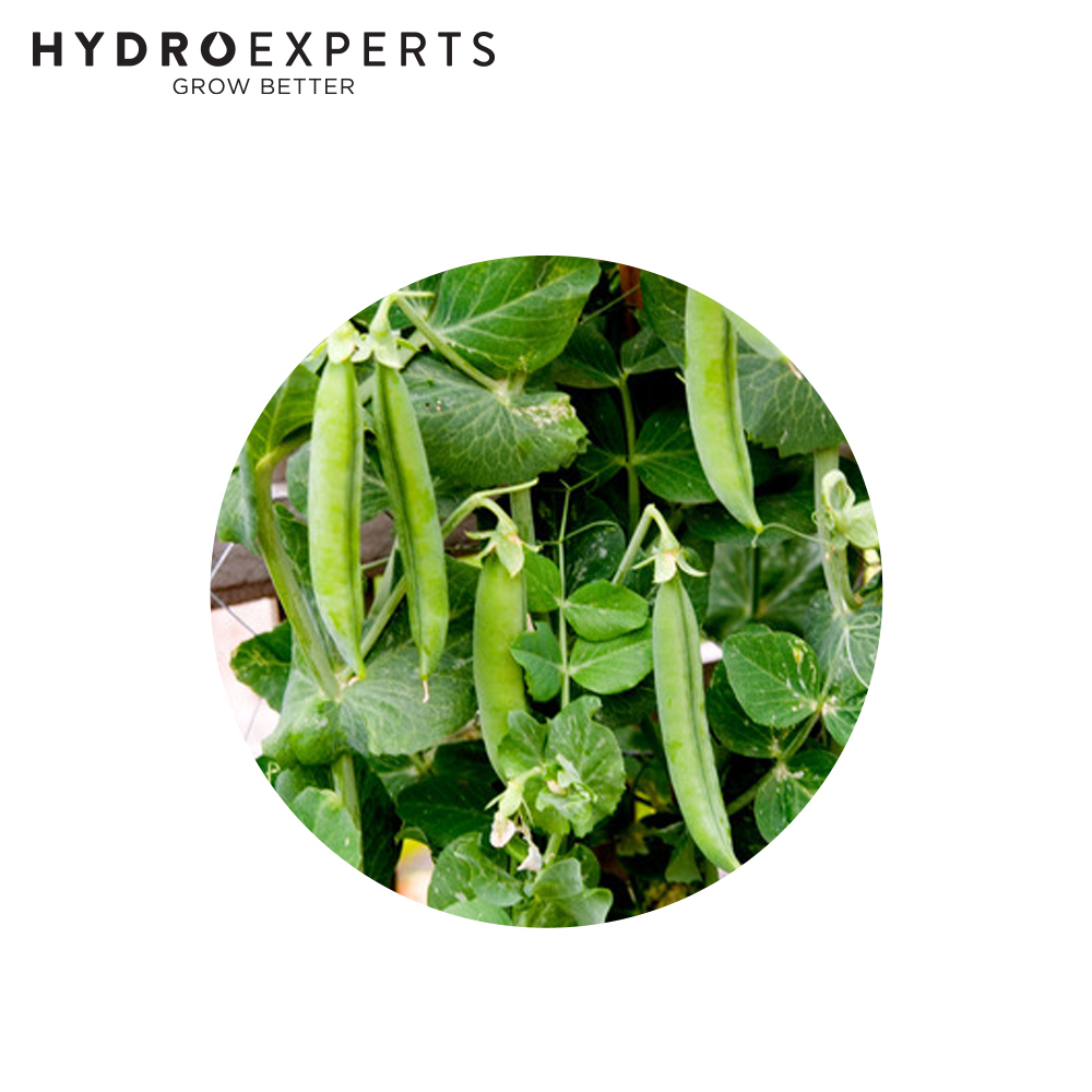 Pea Greenfeast - 5G / 100G / 500G / 1KG | Untreated Seeds | Autumn ...