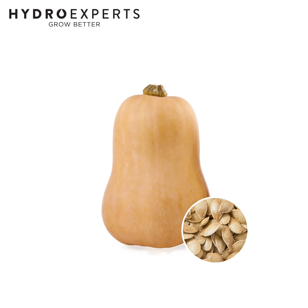 Pumpkin Butternut - 5G / 25G / 50G / 100G / 250G | Untreated Seeds ...
