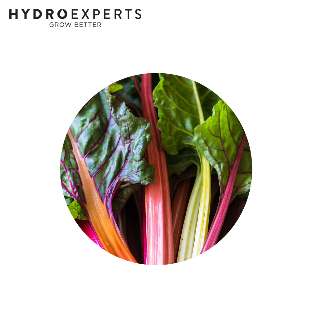 Silverbeet Rainbow Chard - 5G / 25G / 50G | Untreated Seeds | Autumn ...
